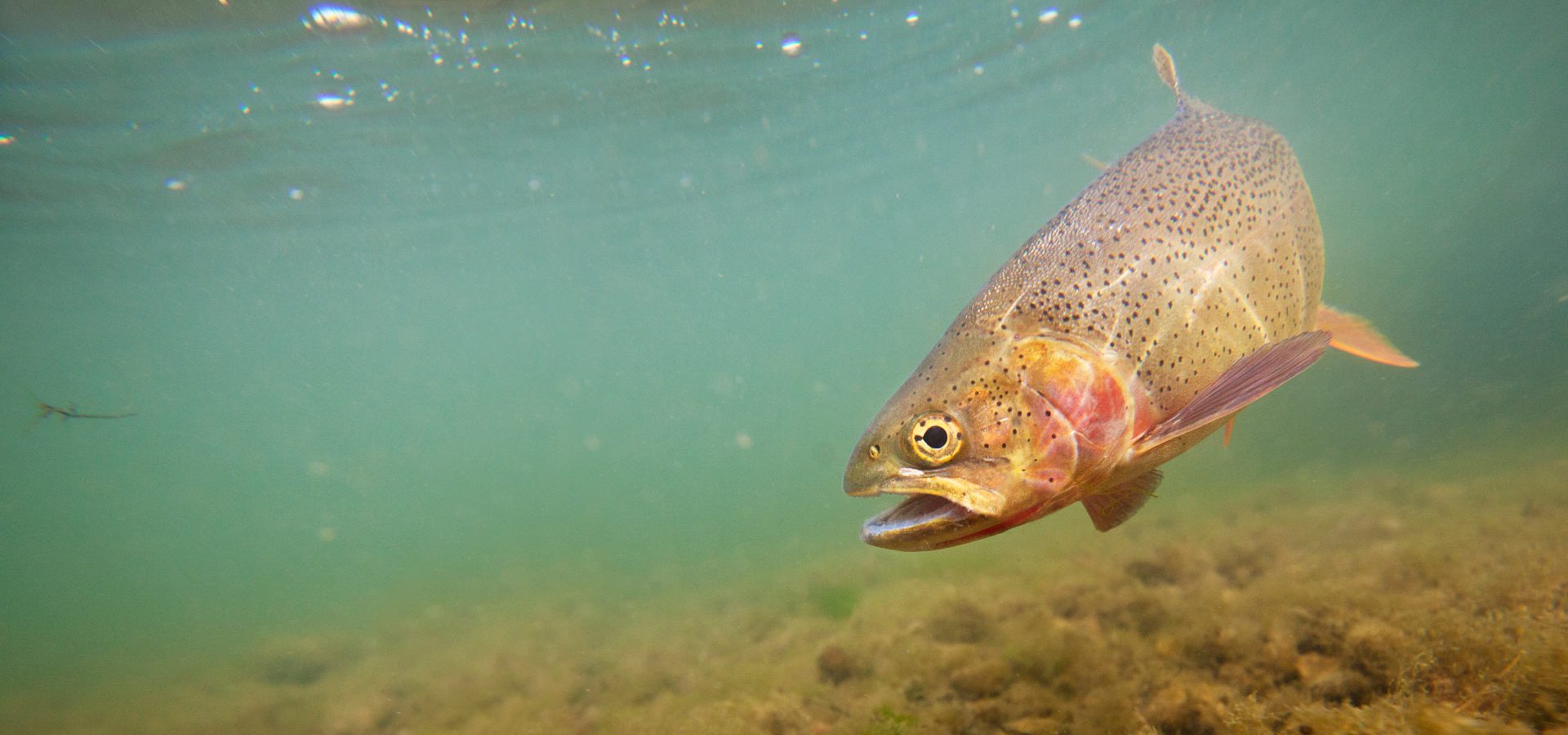 About Us | British Trout Association